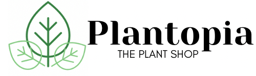 Indoor Plants | Easy Care Plants | Homeware | Gifts | Plantopia - The ...